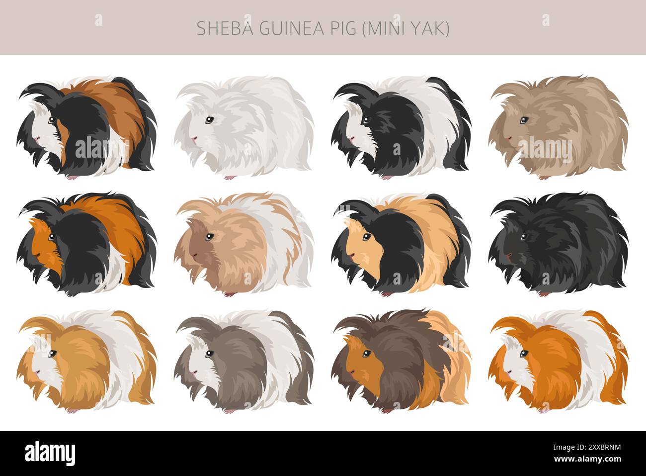 Sheba Guinea pig clipart. Sheba Mini Yak. All coat colors cavies set ...