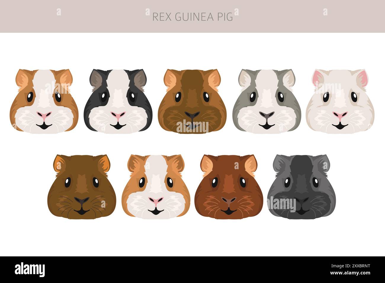Rex Guinea pig clipart. All coat colors cavies set. Small Pet Rodents ...