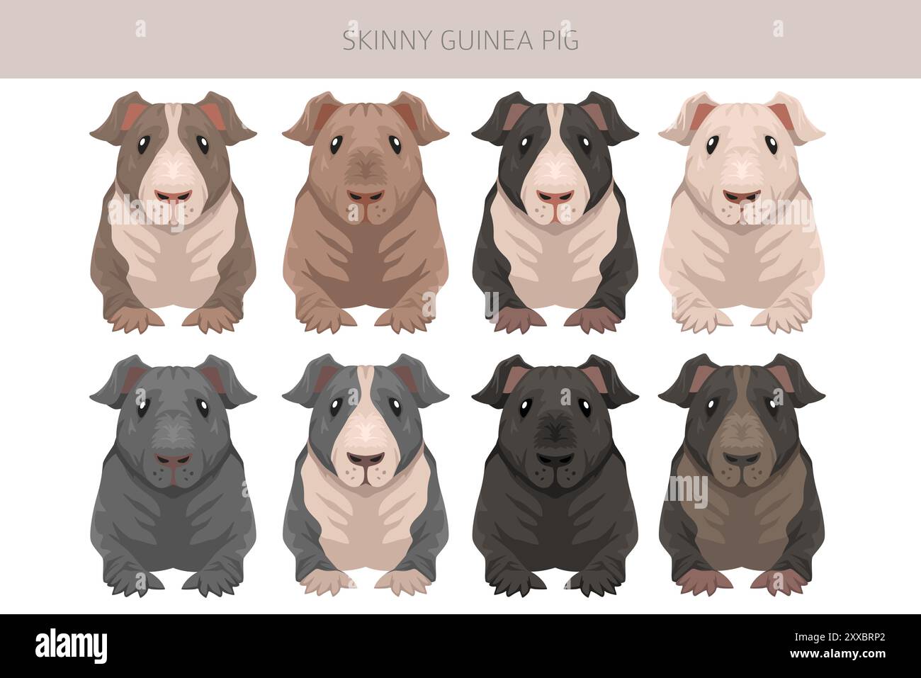 Skinny Guinea pig clipart. Hairless cavy. All coat colors cavies set ...