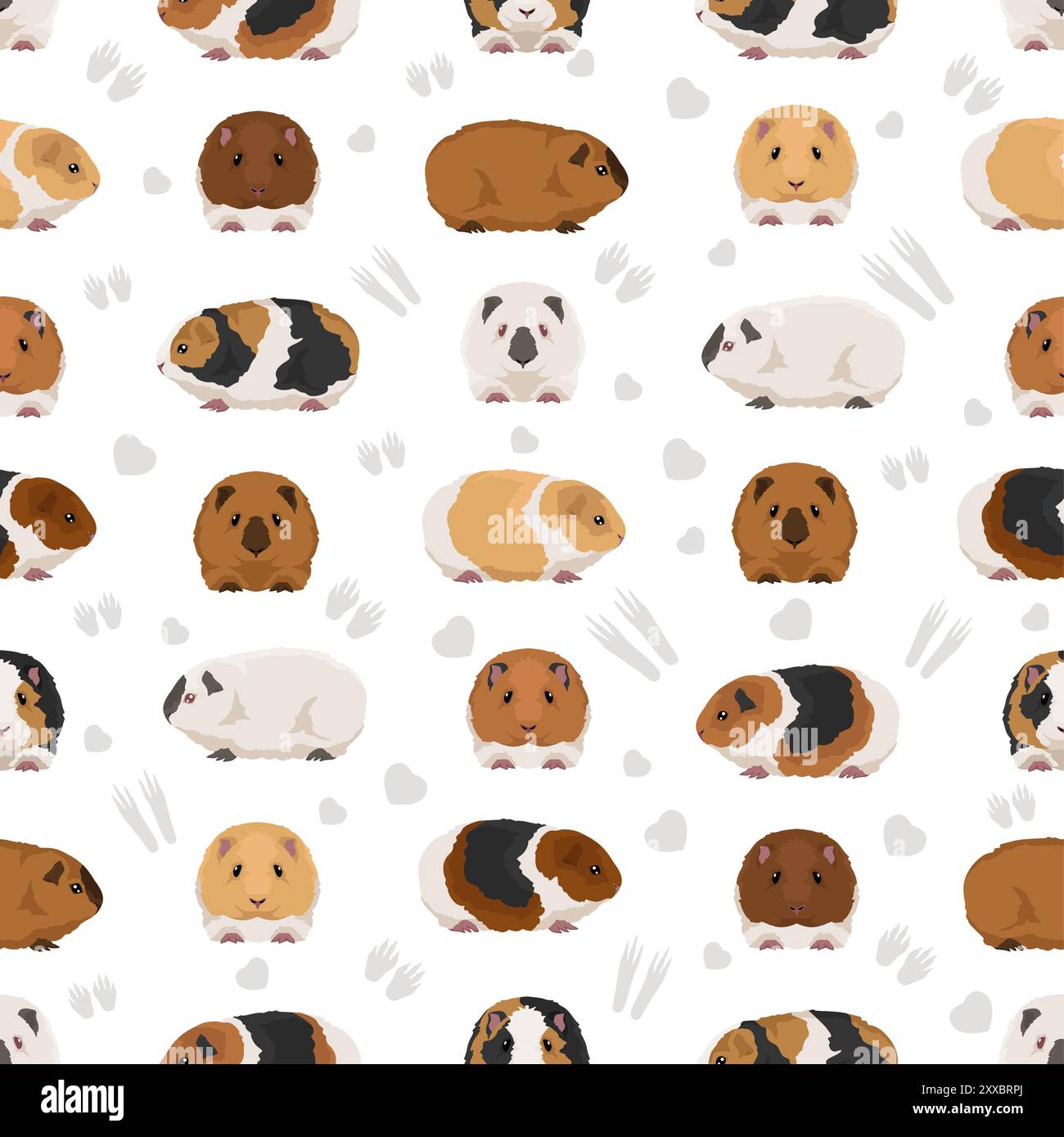 Teddy Guinea pig seamless pattern. All coat colors cavies set. Small ...