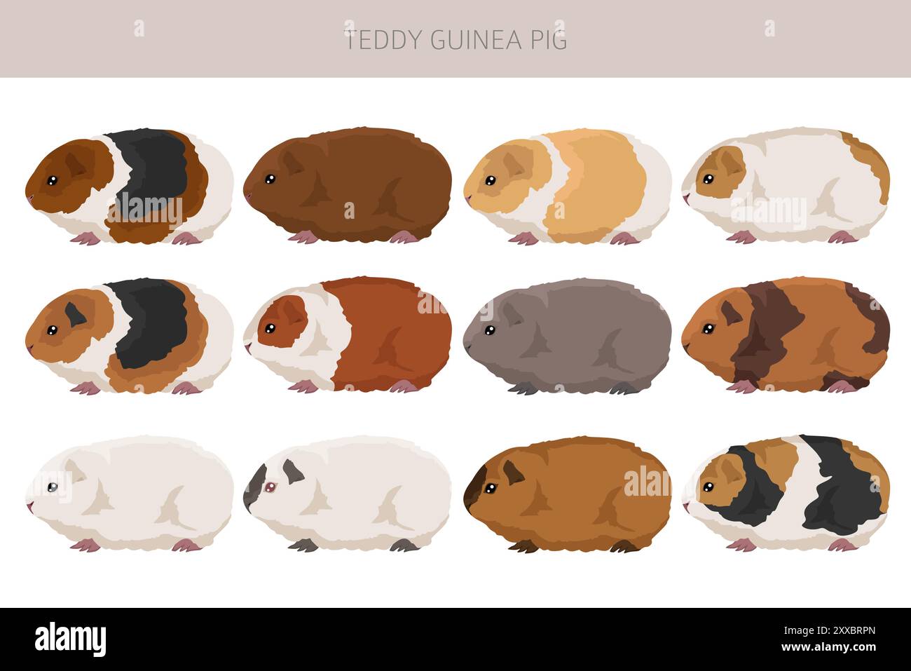 Teddy Guinea pig clipart. All coat colors cavies set. Small Pet Rodents ...