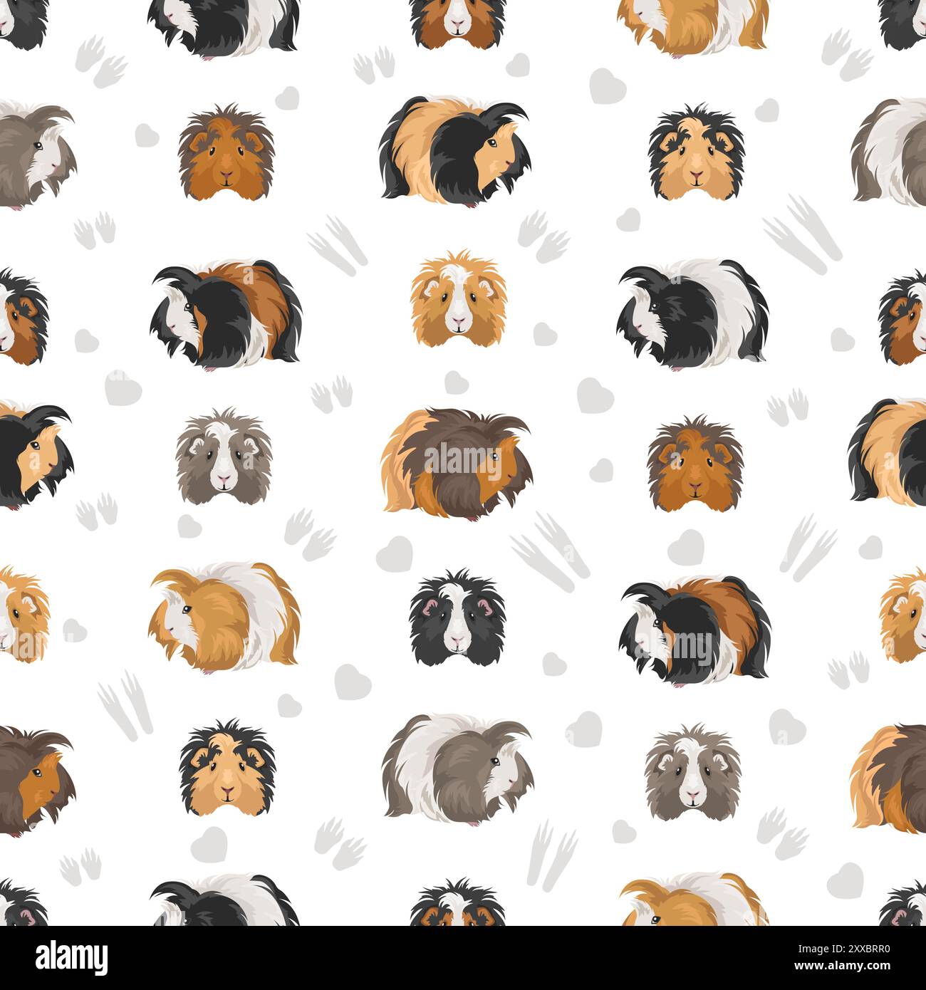 Sheba Guinea pig seamless pattern. Sheba Mini Yak. All coat colors ...