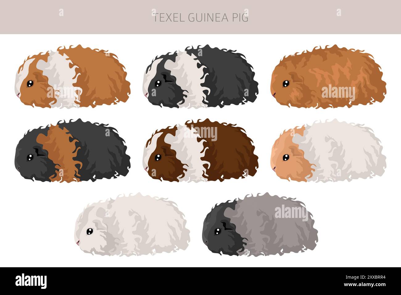 Texel Guinea pig clipart. All coat colors cavies set. Small Pet Rodents ...