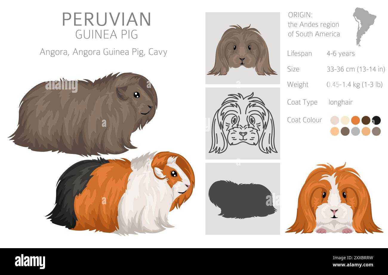 Peruvian Guinea pig, Angora Cavy clipart. All coat colors cavies set ...