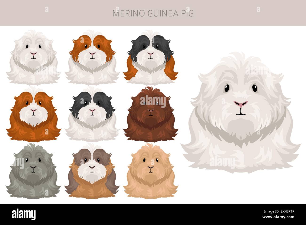 Merino Guinea pig clipart. All coat colors cavies set. Small Pet ...