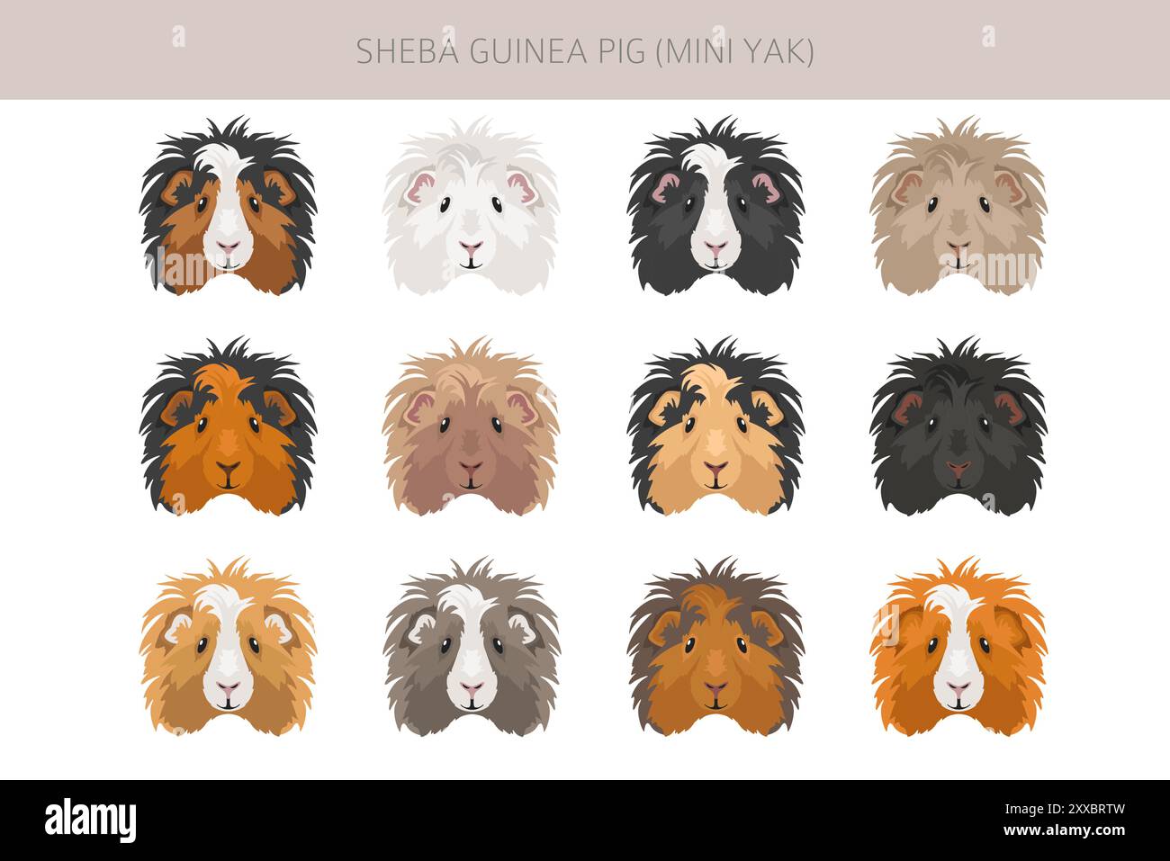 Sheba Guinea pig clipart. Sheba Mini Yak. All coat colors cavies set ...
