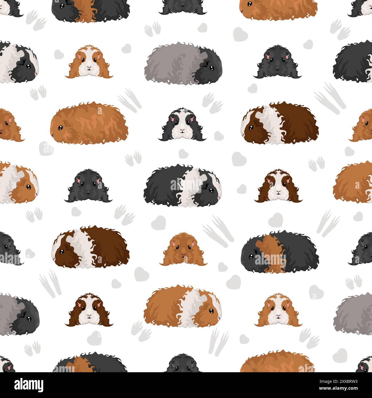 Texel Guinea pig seamless pattern. All coat colors cavies set. Small ...