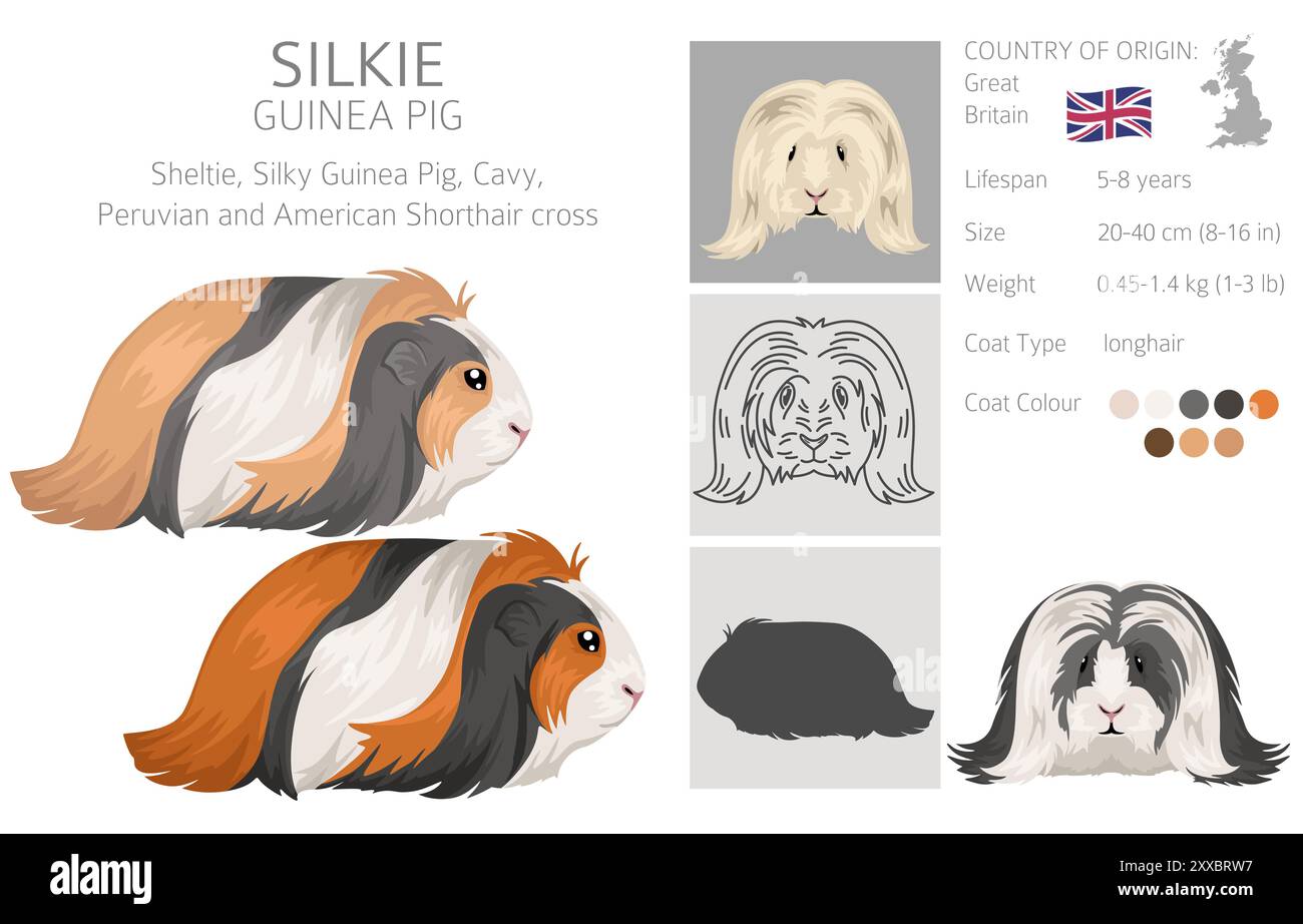 Guinea pig colors chart hi-res stock photography and images - Alamy