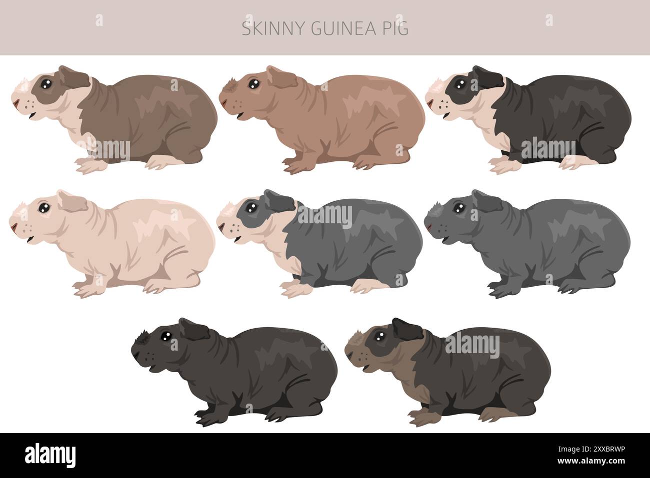 Guinea pig colors chart hi-res stock photography and images - Alamy