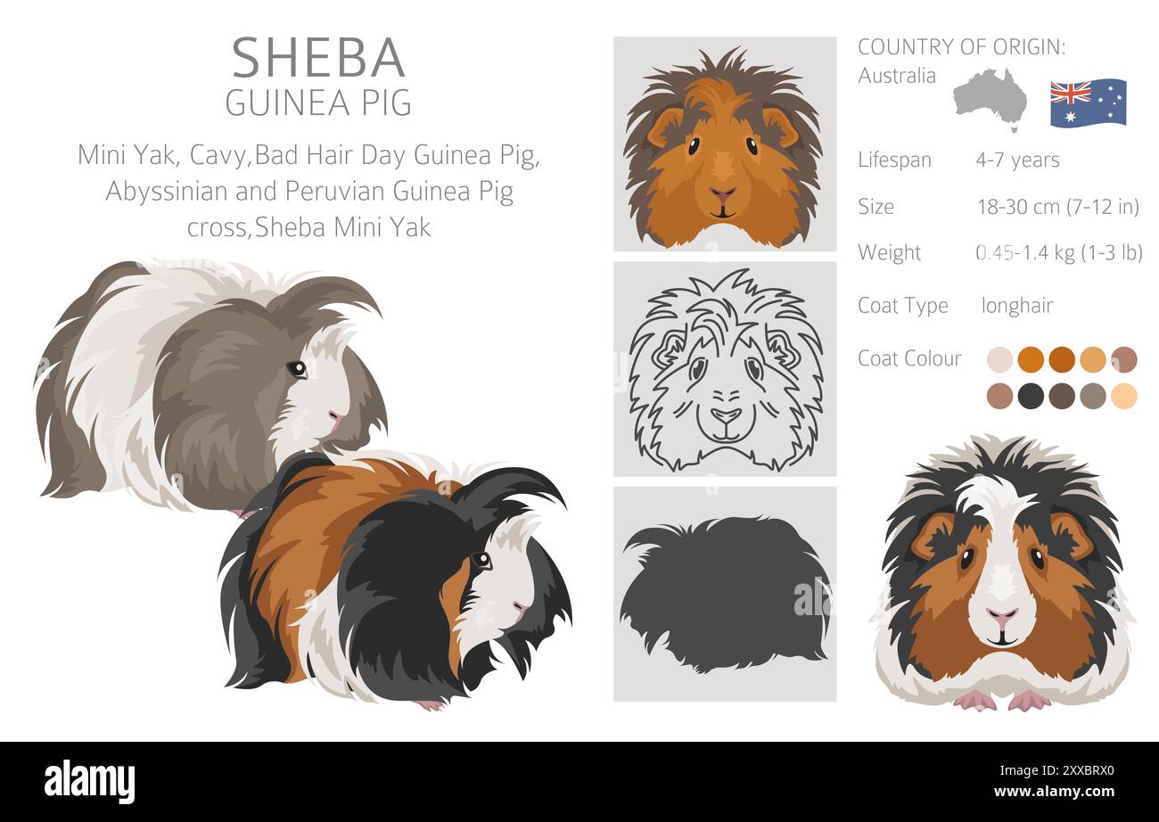 Sheba Guinea pig clipart. Sheba Mini Yak. All coat colors cavies set ...