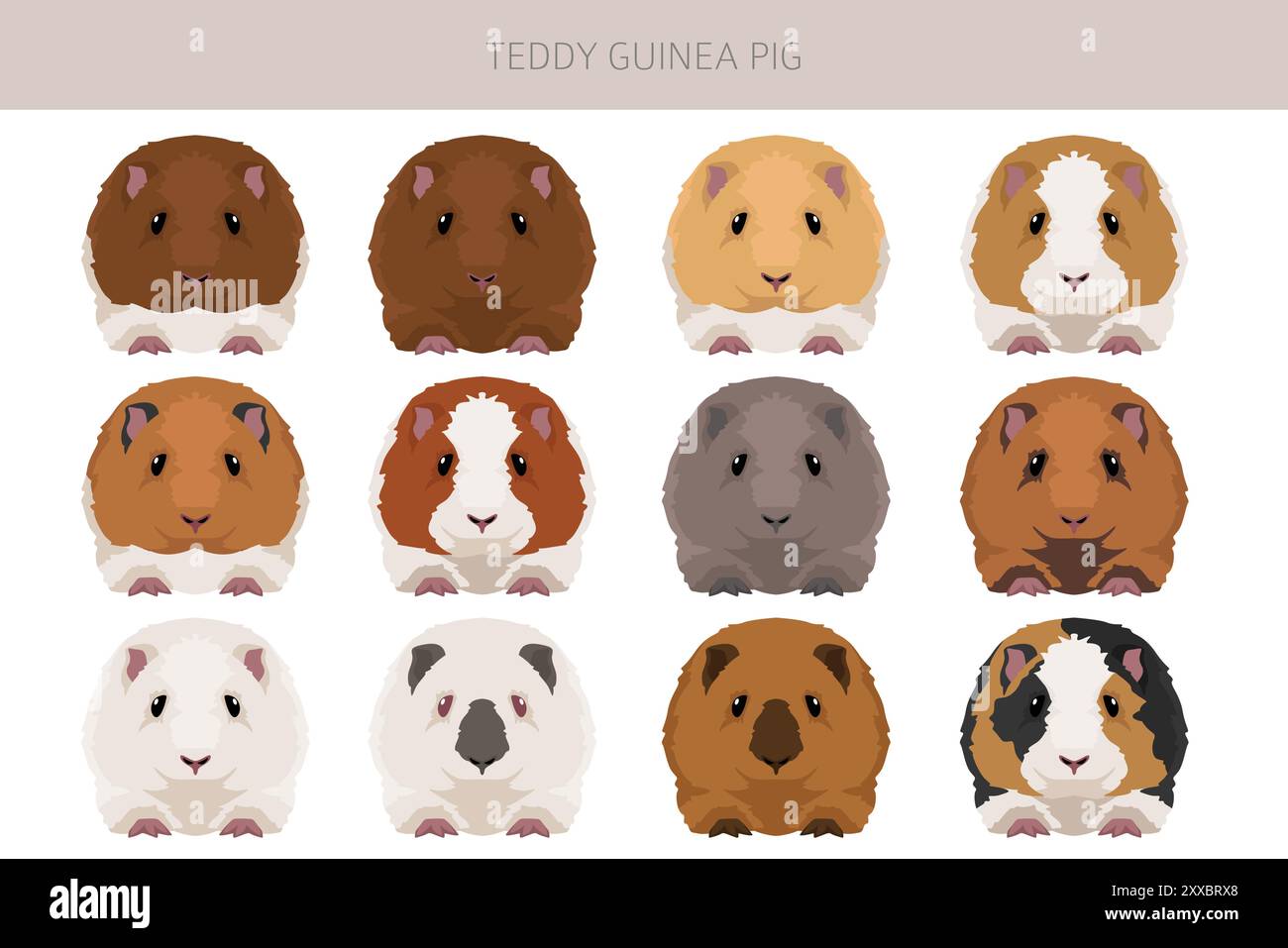 Teddy Guinea pig clipart. All coat colors cavies set. Small Pet Rodents ...