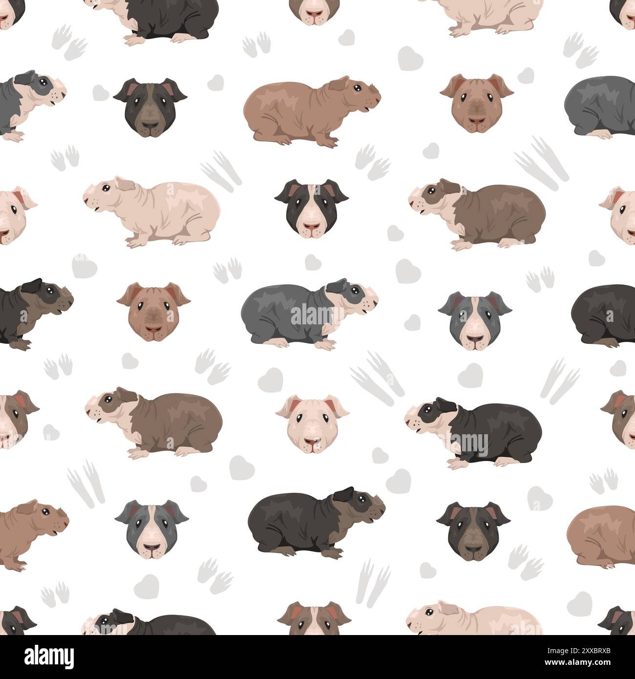 Skinny Guinea pig seamless pattern. Hairless cavy. All coat colors ...