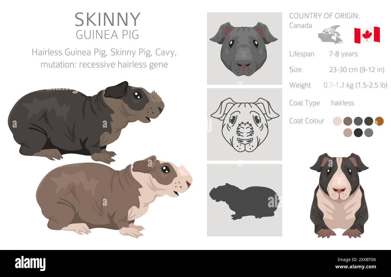 Skinny Guinea pig clipart. Hairless cavy. All coat colors cavies set ...