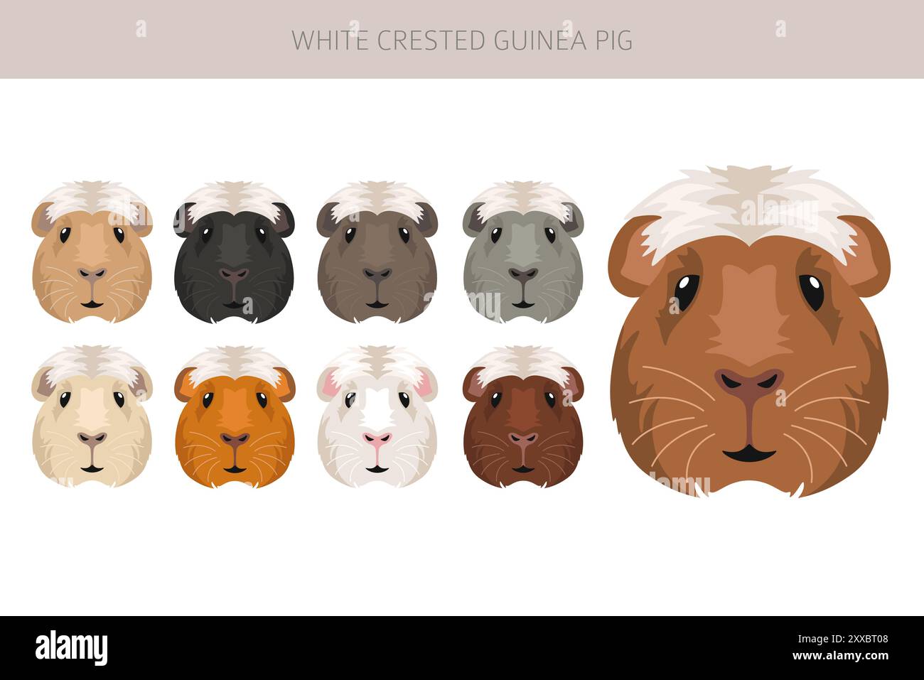 White Crested Guinea pig clipart. All coat colors cavies set. Small Pet ...