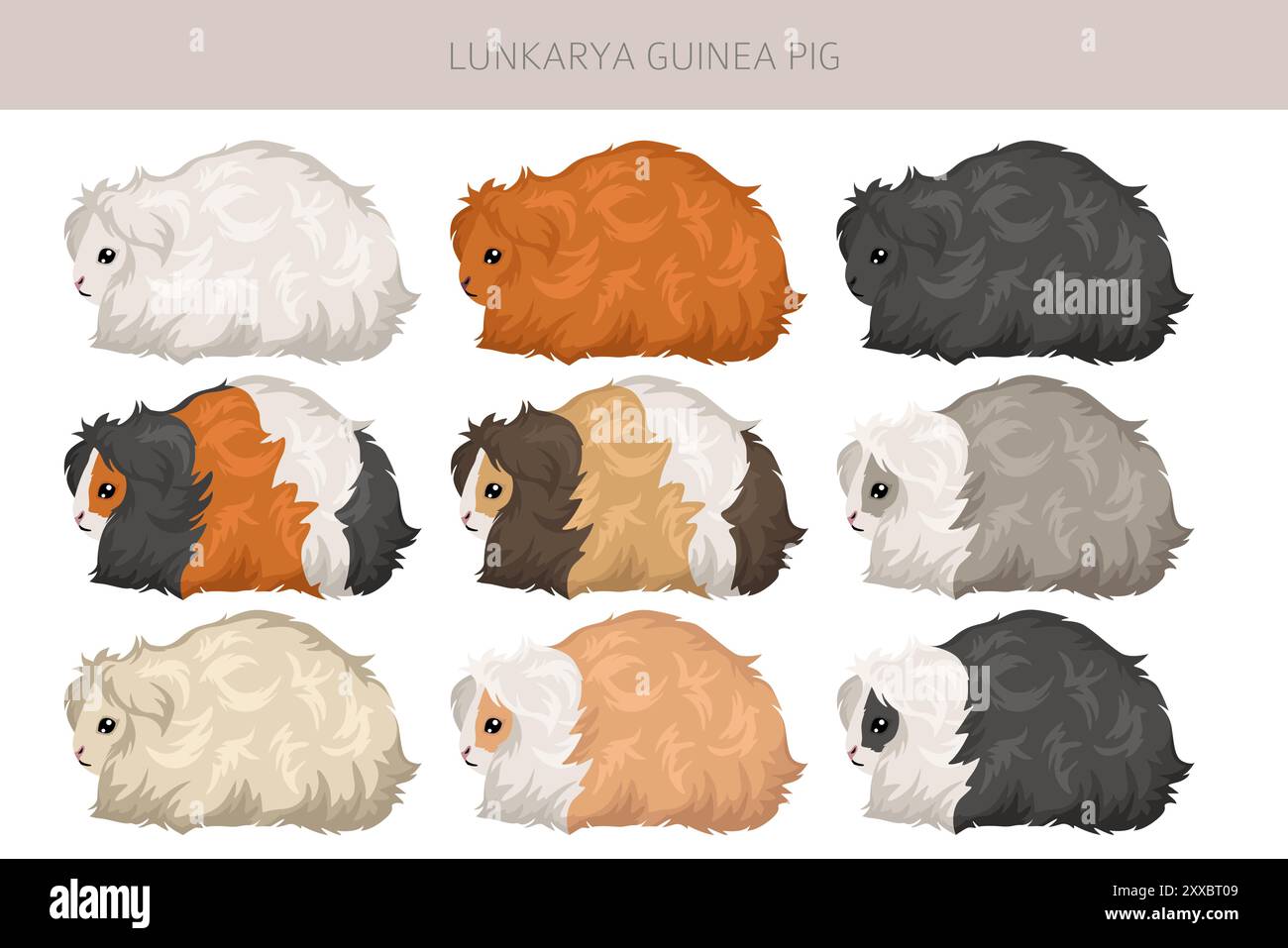 Guinea pig colors chart hi-res stock photography and images - Alamy