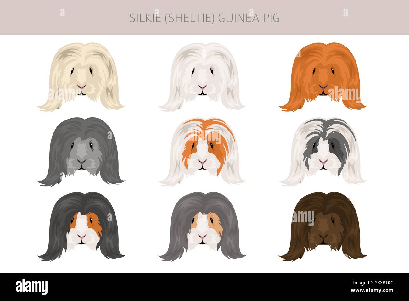 Guinea pig colors chart hi-res stock photography and images - Alamy