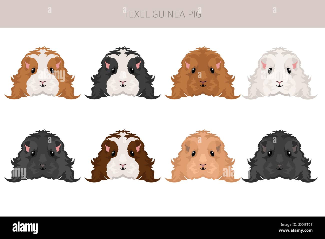 Texel Guinea pig clipart. All coat colors cavies set. Small Pet Rodents ...