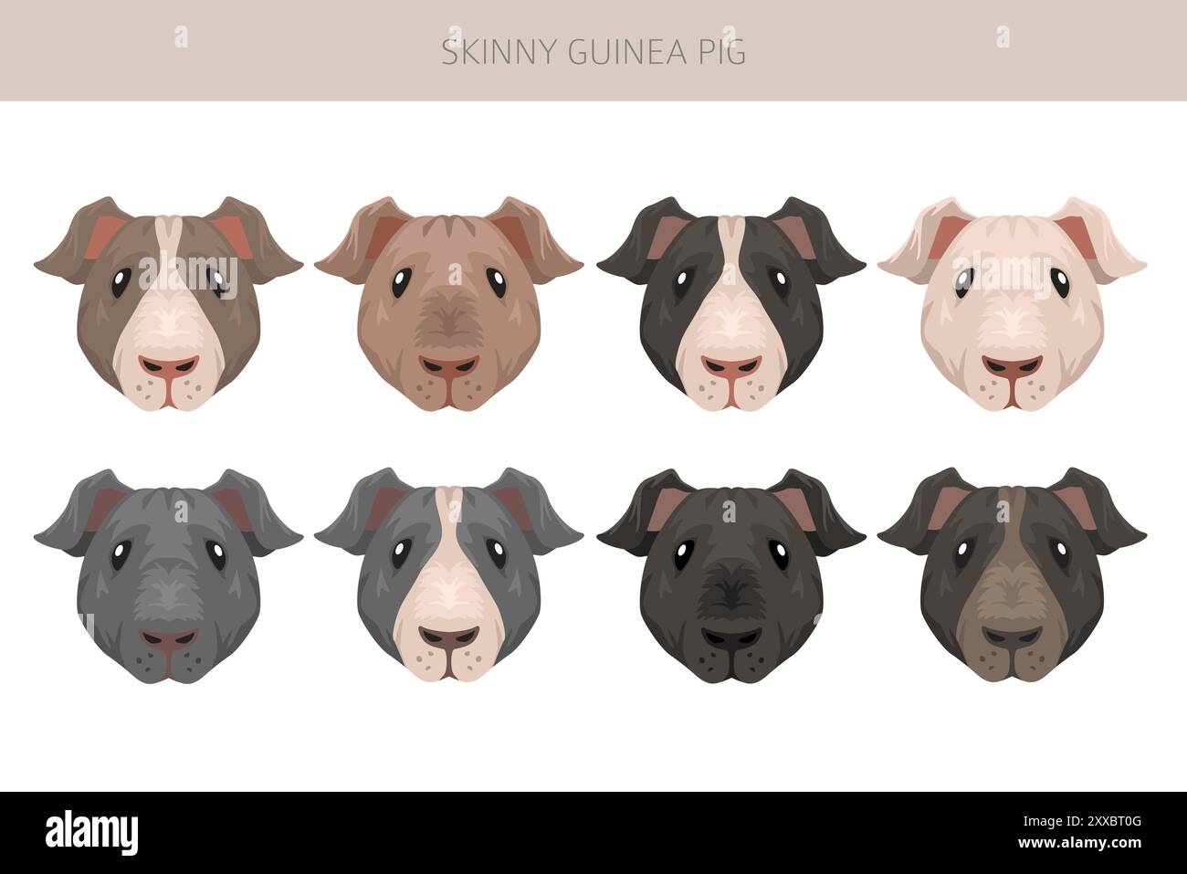 Skinny Guinea pig clipart. Hairless cavy. All coat colors cavies set ...