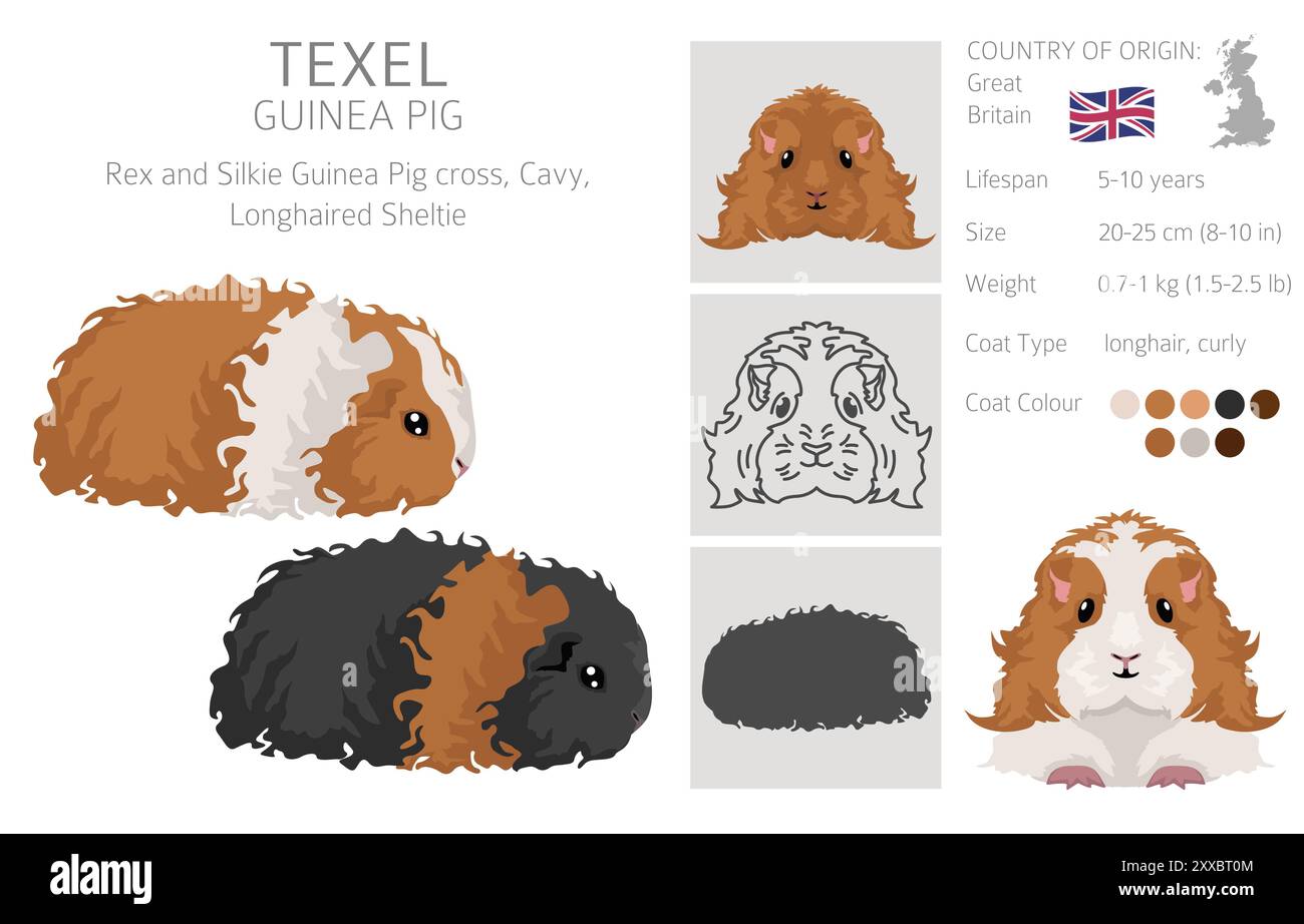 Texel Guinea pig clipart. All coat colors cavies set. Small Pet Rodents ...