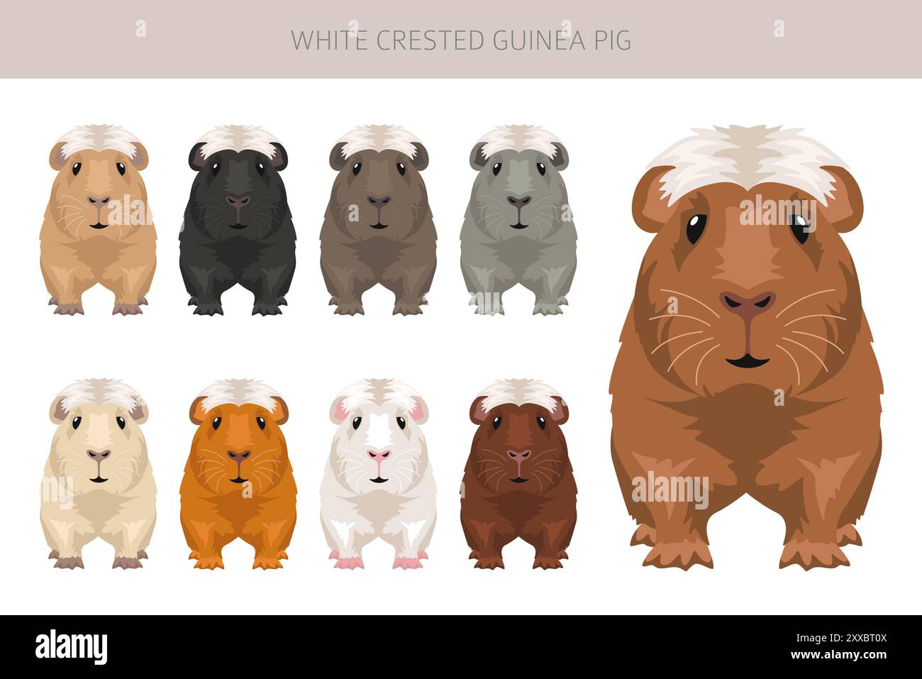 White Crested Guinea pig clipart. All coat colors cavies set. Small Pet ...