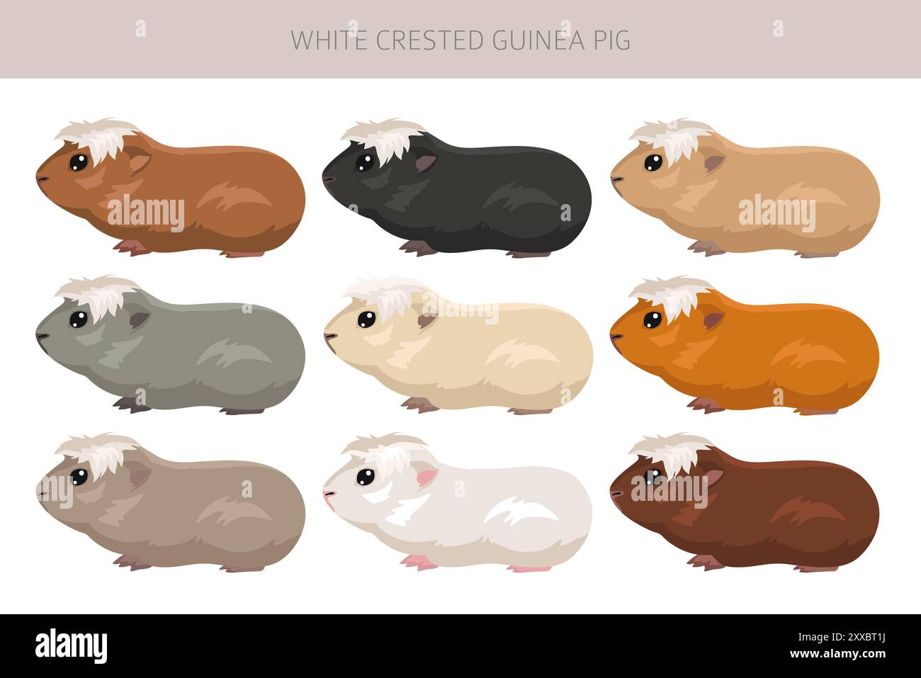 White Crested Guinea pig clipart. All coat colors cavies set. Small Pet ...