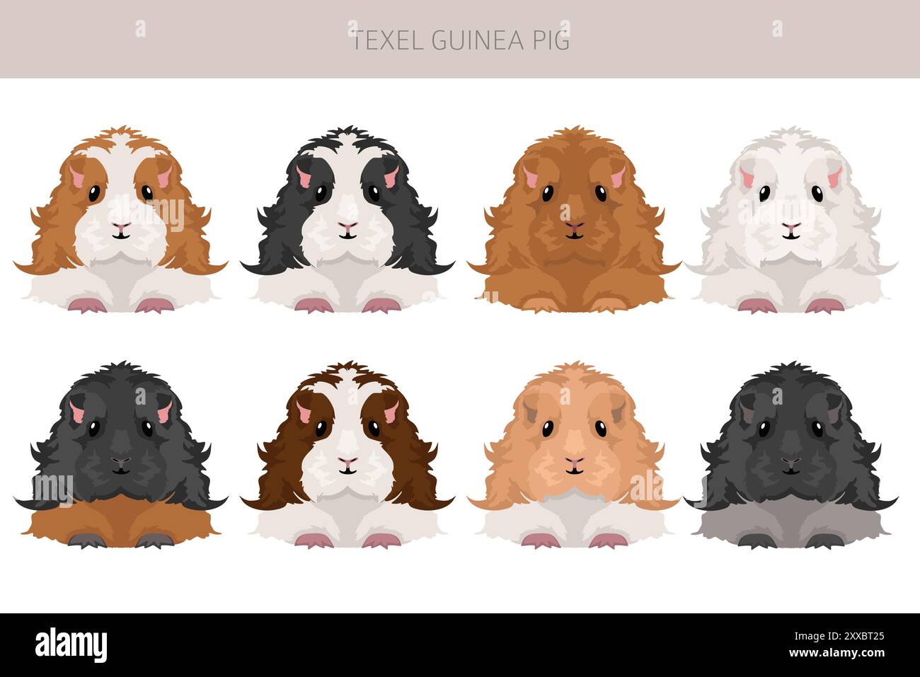 Texel Guinea pig clipart. All coat colors cavies set. Small Pet Rodents ...