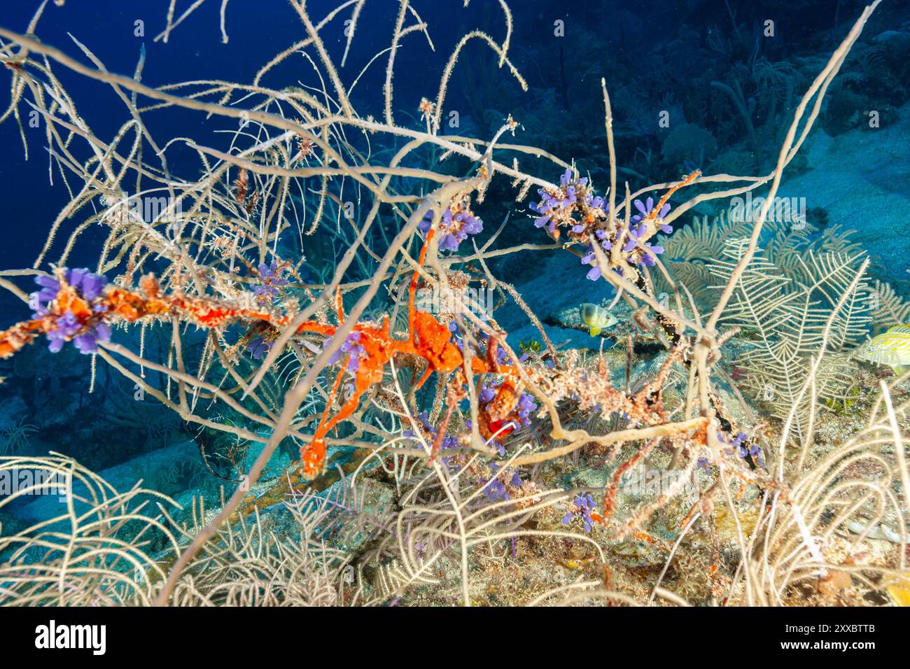 Honduras, Utila, Incredible underwater colours Stock Photo - Alamy