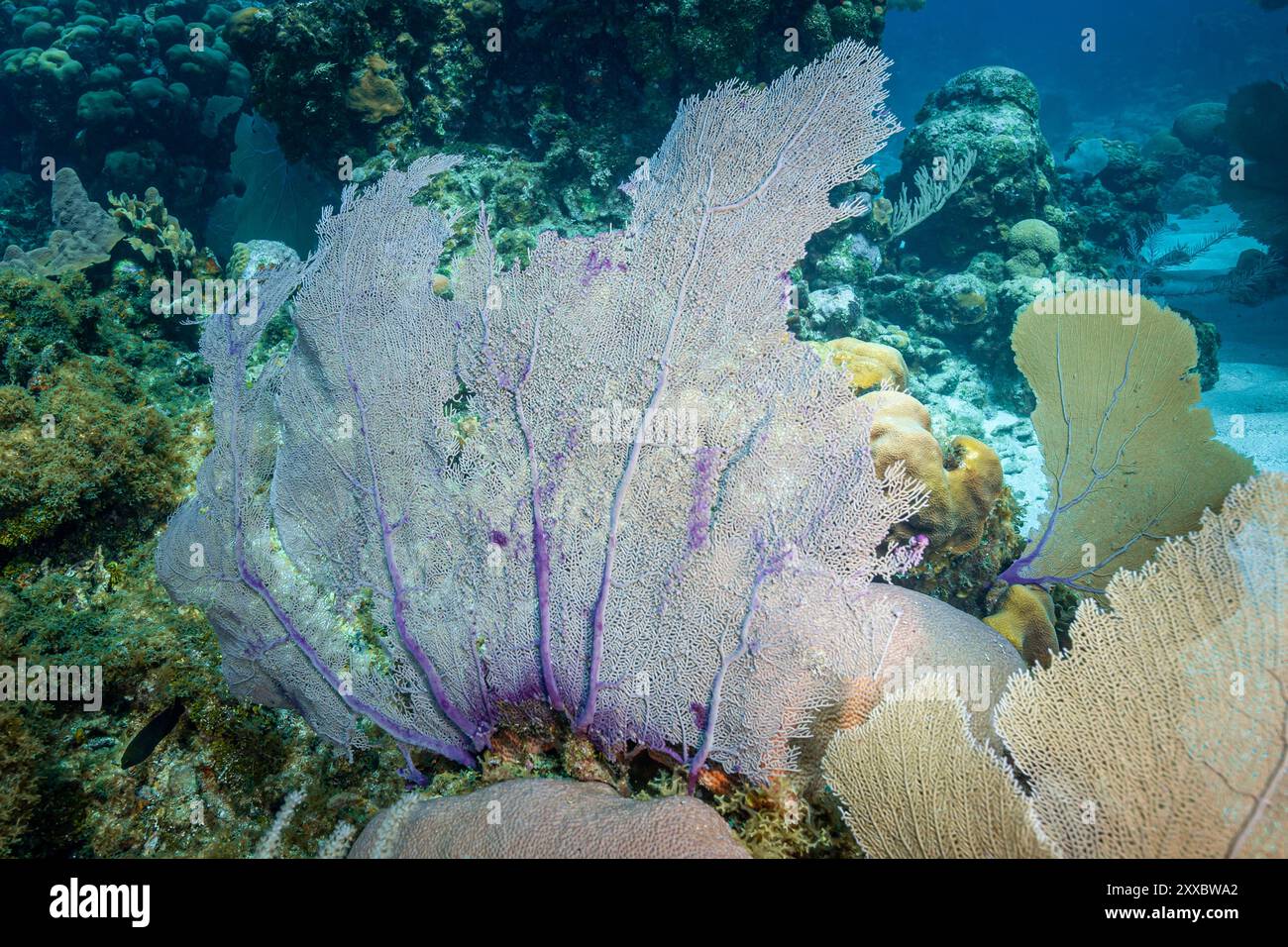Honduras, Utila, Purple Sea Fan (Gorgonia ventalina Stock Photo - Alamy