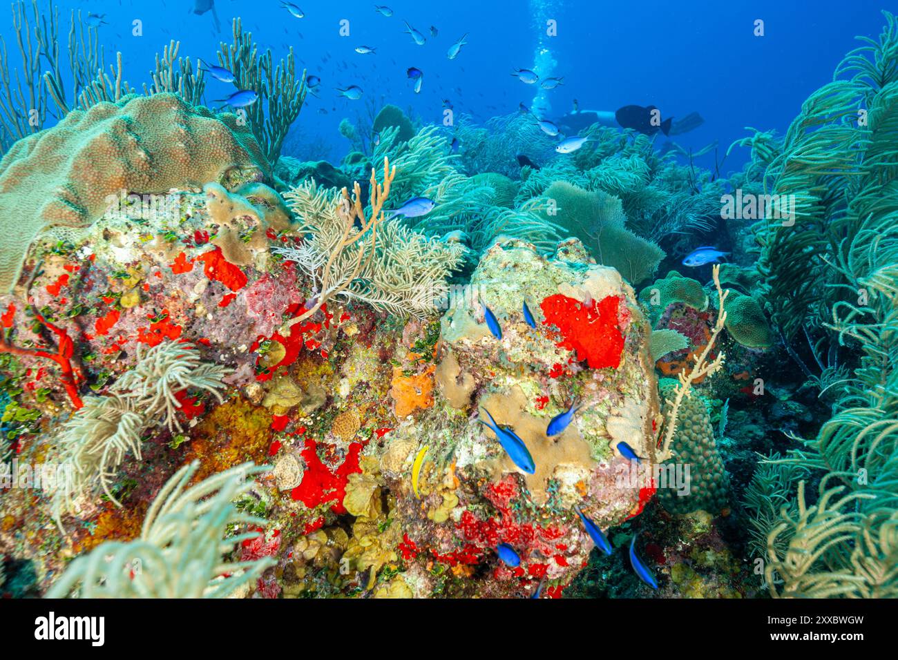 Honduras, Utila, Caribbean coral reef view Stock Photo - Alamy