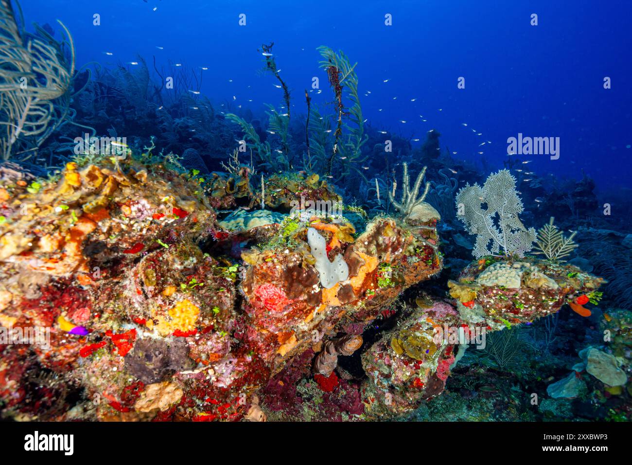 Honduras, Utila, Coral reef view Stock Photo - Alamy