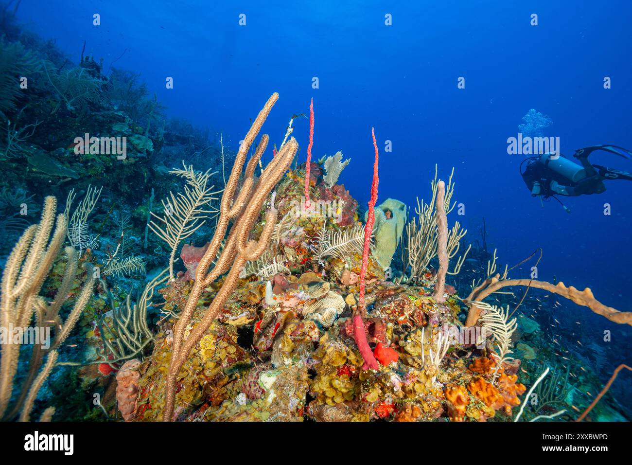 Honduras, Utila, Coral reef view Stock Photo - Alamy