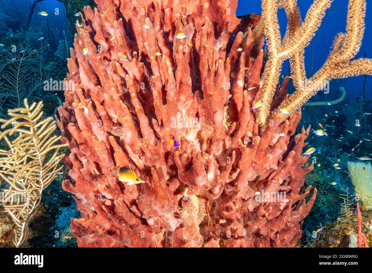 Caribbean giant barrel sponge hi-res stock photography and images - Alamy
