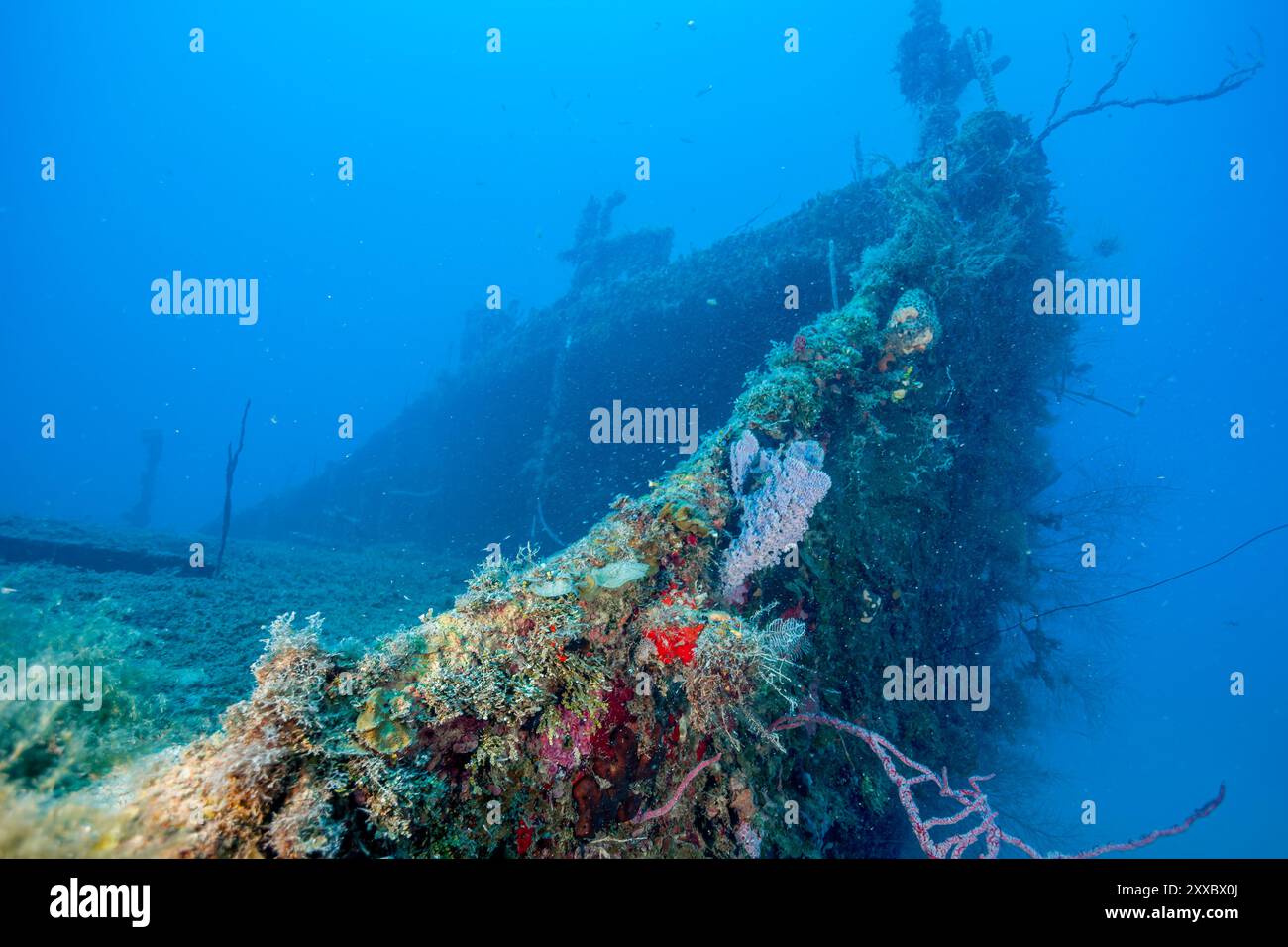Honduras, Utila, Halliburton Wreck Stock Photo - Alamy