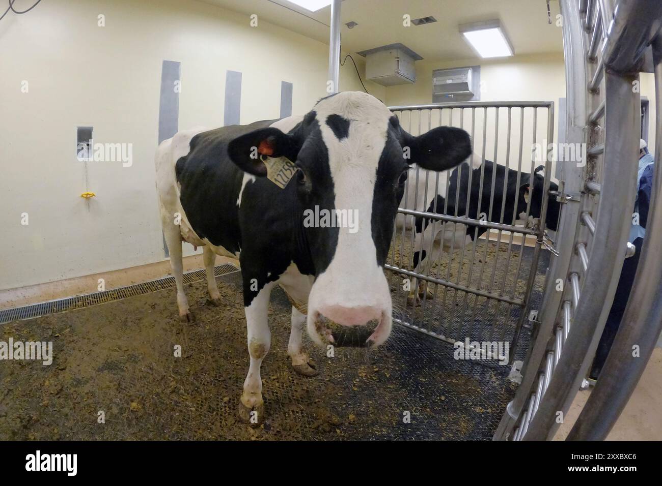 In this photo provided by the U.S. Department of Agriculture, a ...