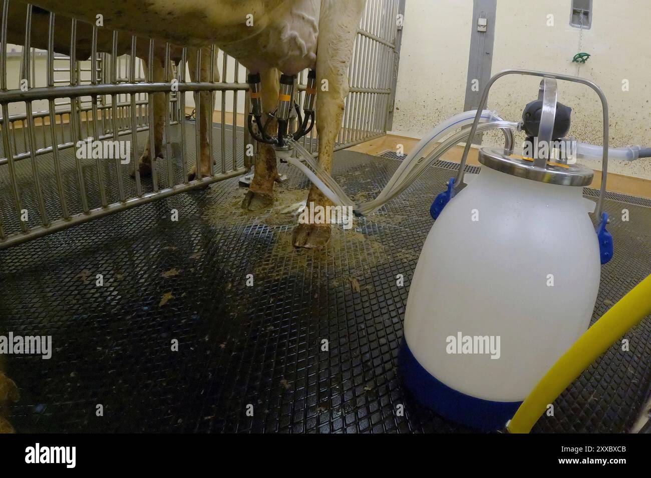 In this photo provided by the U.S. Department of Agriculture, a dairy ...