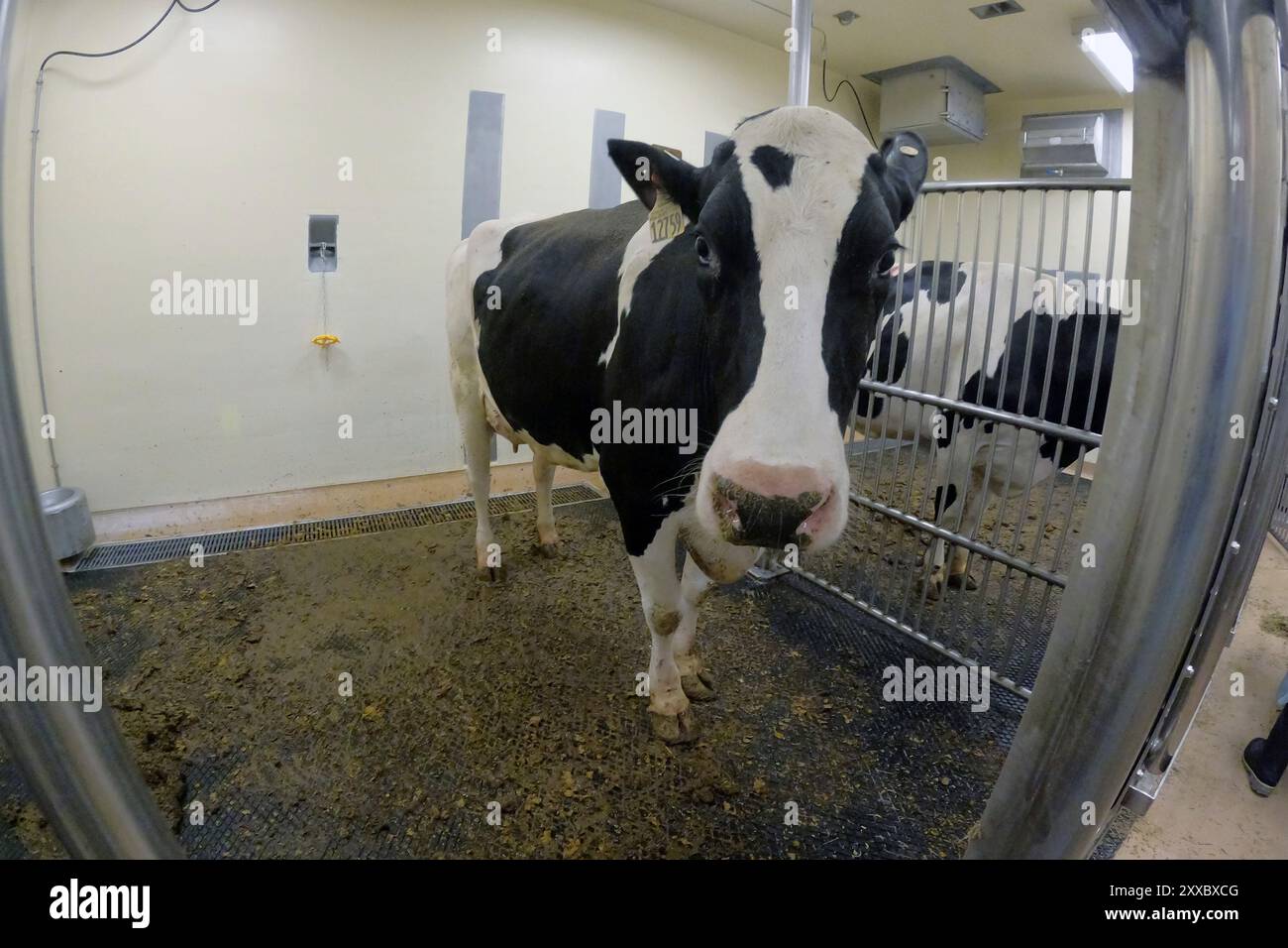 In this photo provided by the U.S. Department of Agriculture, a ...