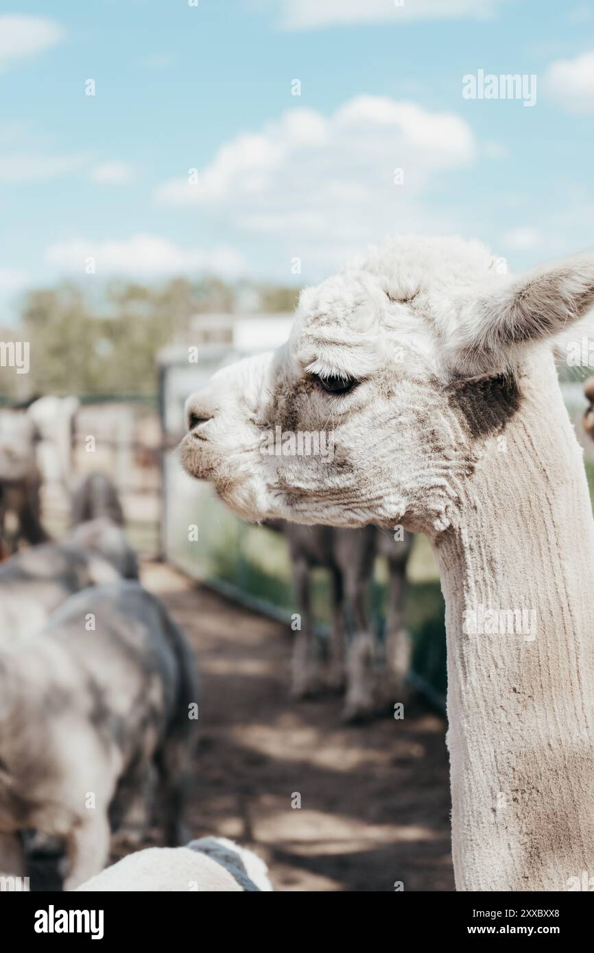 Alpaca side on hi-res stock photography and images - Alamy