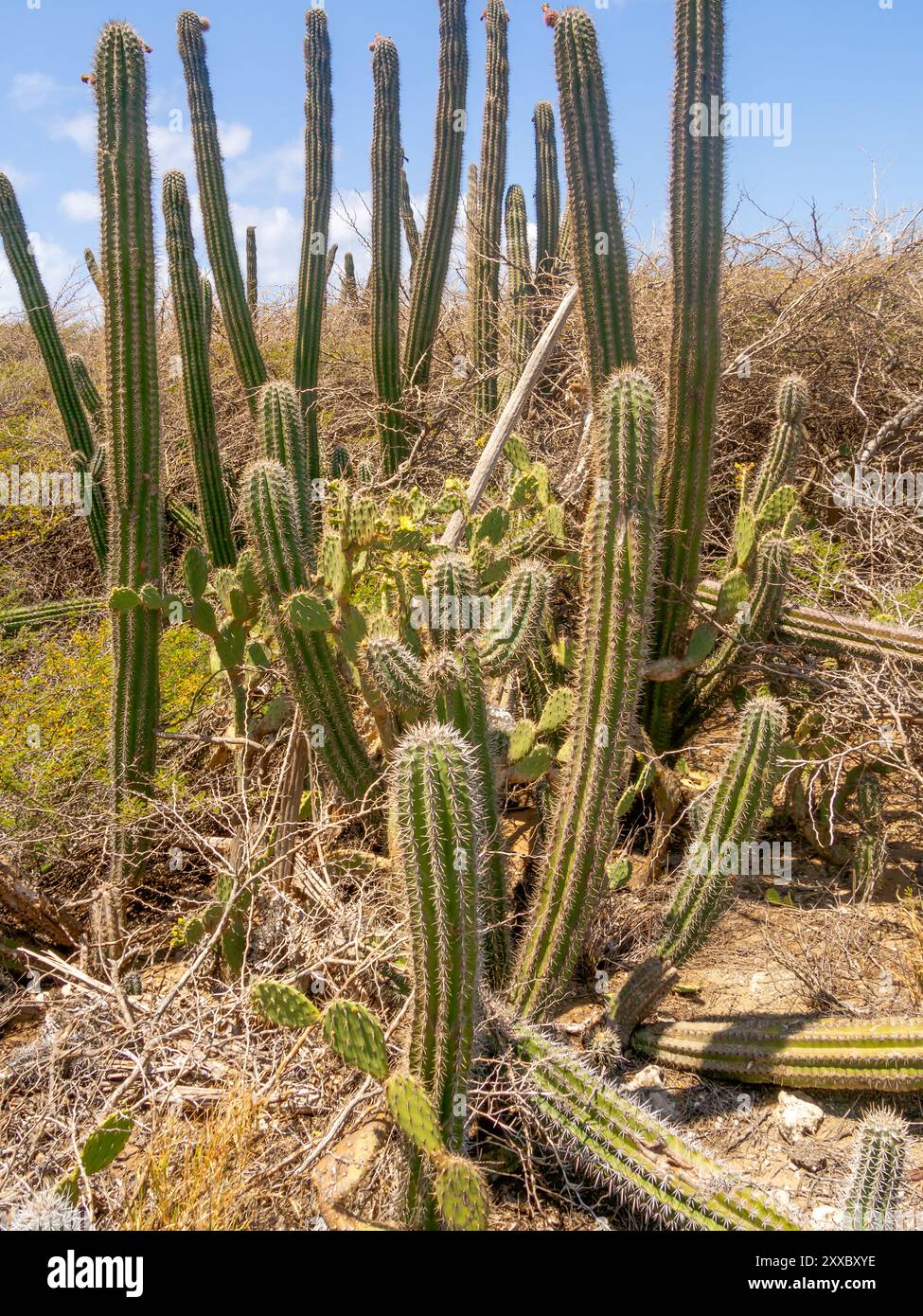 Desert tree species hi-res stock photography and images - Alamy