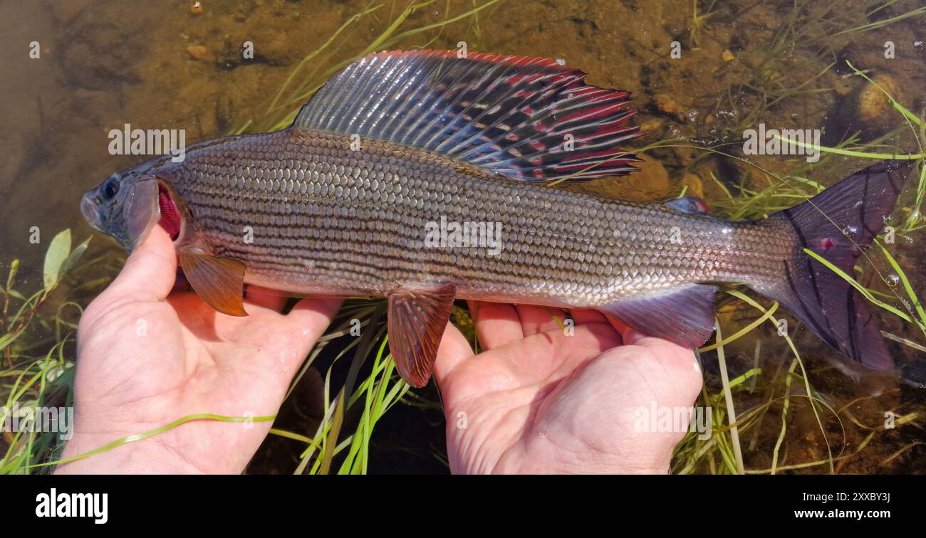 Fisherman holding a small grayling in Swedish Lapland in August 2024 ...