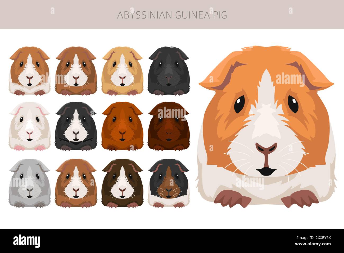 Hamster colors chart hi-res stock photography and images - Alamy