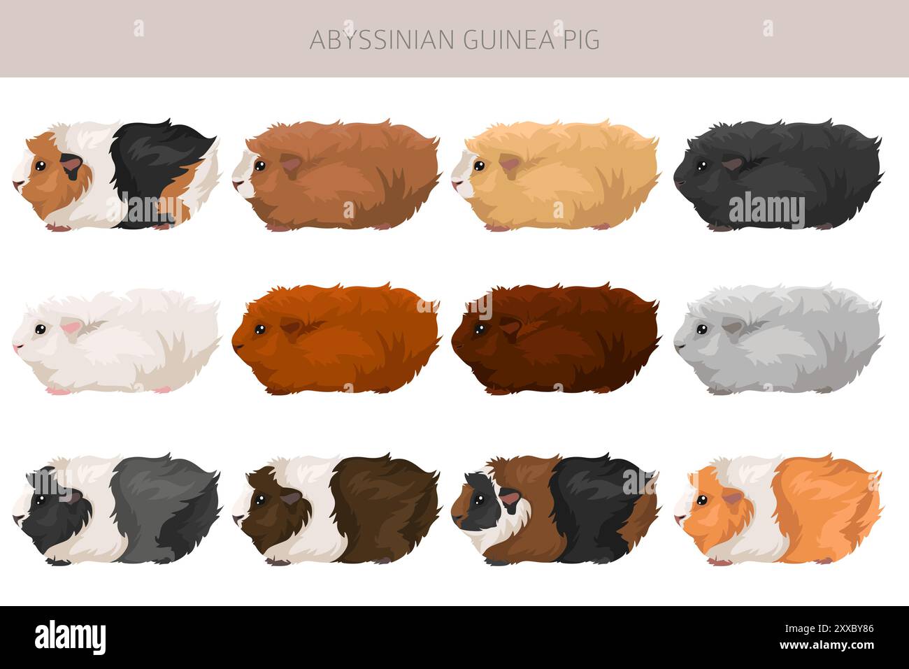 Abyssinian Guinea pig clipart. All coat colors cavies set. Small Pet ...