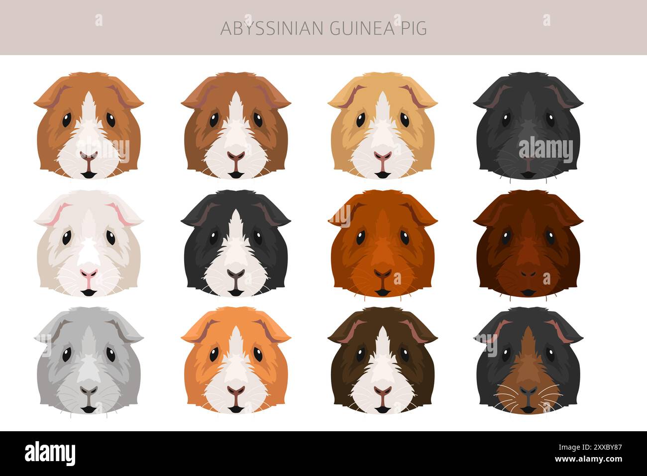 Abyssinian Guinea pig clipart. All coat colors cavies set. Small Pet ...