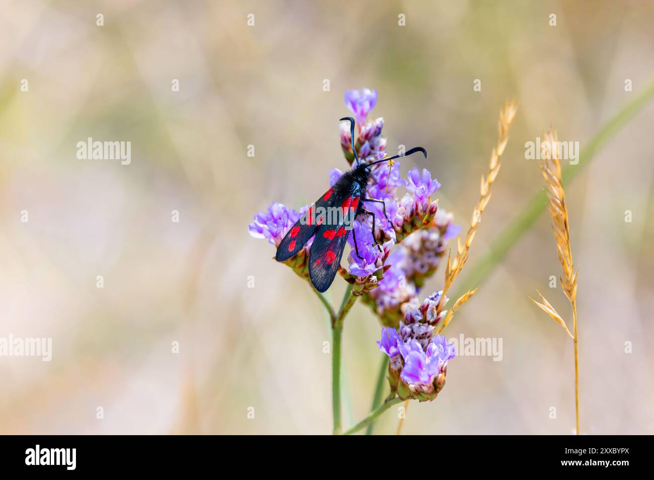 Six red spots on forewings hi-res stock photography and images - Alamy