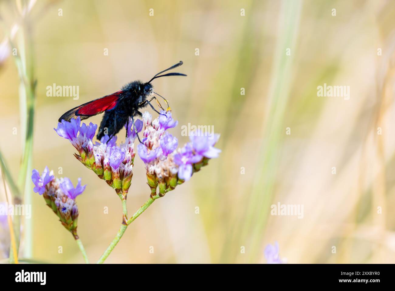 "Six spot burnet moth" "Zygaena filipendulae" feeding on purple flower ...