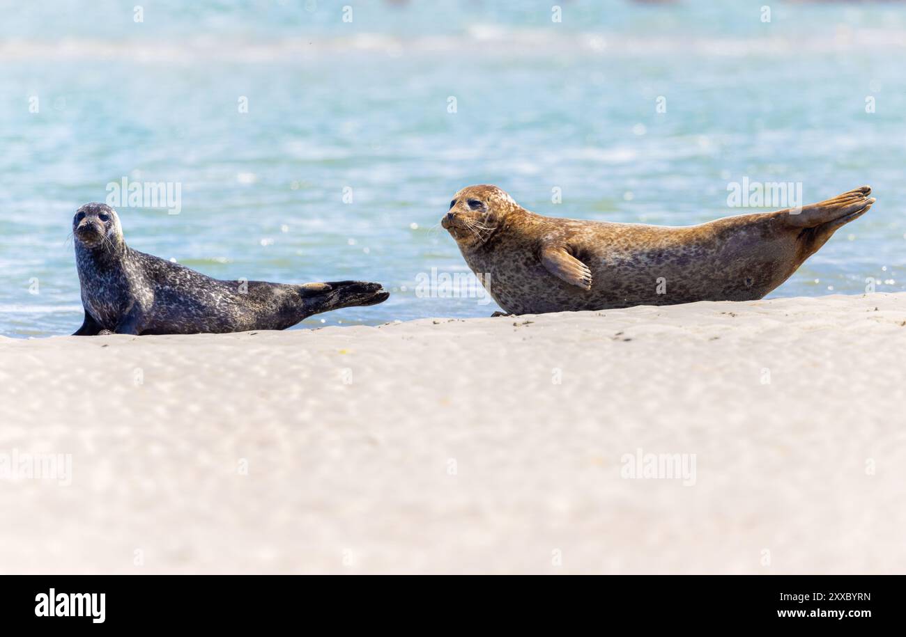 Two seals hauled out on beach, both with their heads and tails curled ...