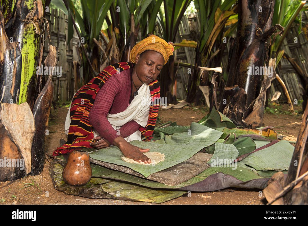 Ensete ventricosum ethiopia hi-res stock photography and images - Alamy