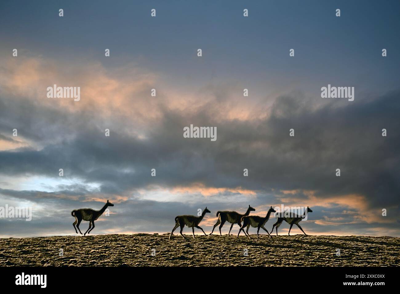 guanacos running in the pampa Stock Photo - Alamy