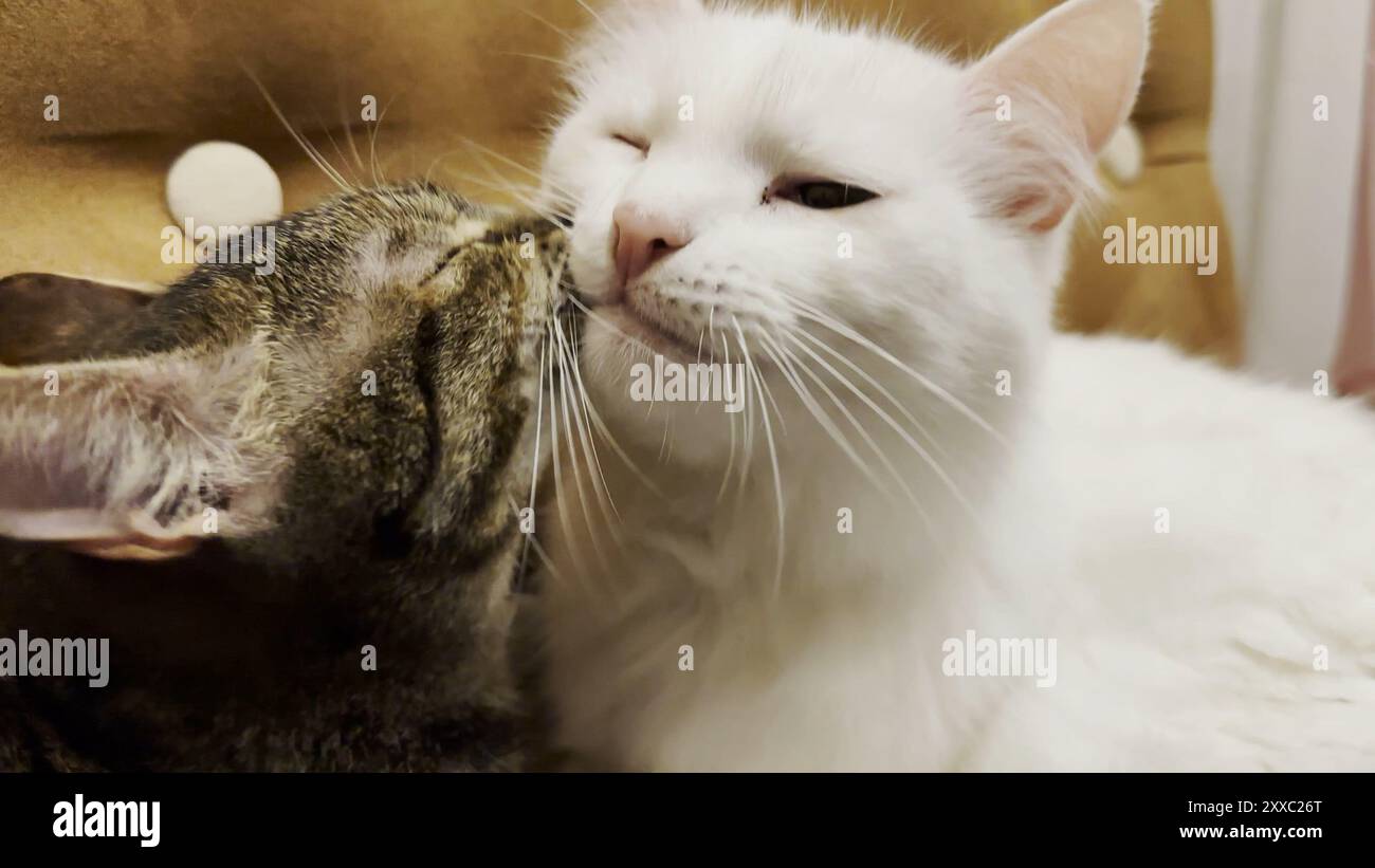 Beautiful domestic cats licking each other with tongues at home. Cute ...
