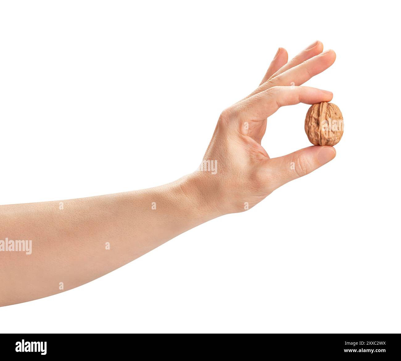 walnuts in hand path isolated on white Stock Photo - Alamy