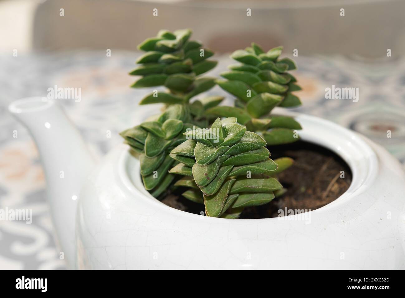 Succulent plant in a white teapot, ideal for minimalist and modern ...